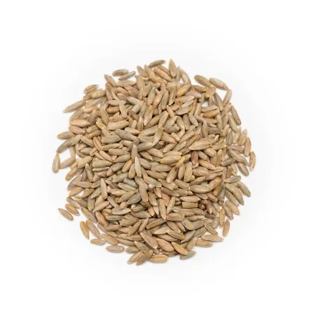 Organic Rye Grains /Organics Certified Organic Rye Berries |5lbs Whole ...