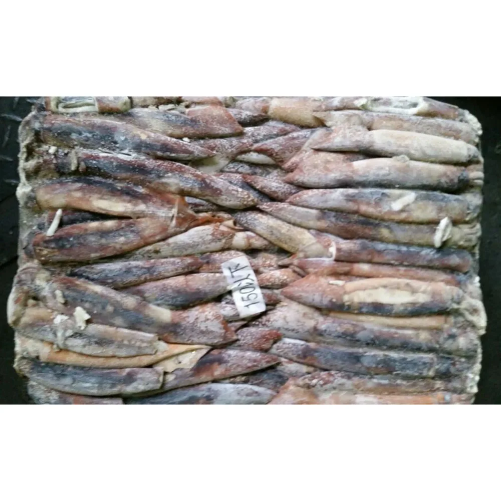 Frozen Whole Round Wild Catch calamari 150 200g (Illex Argentina) fresh ...