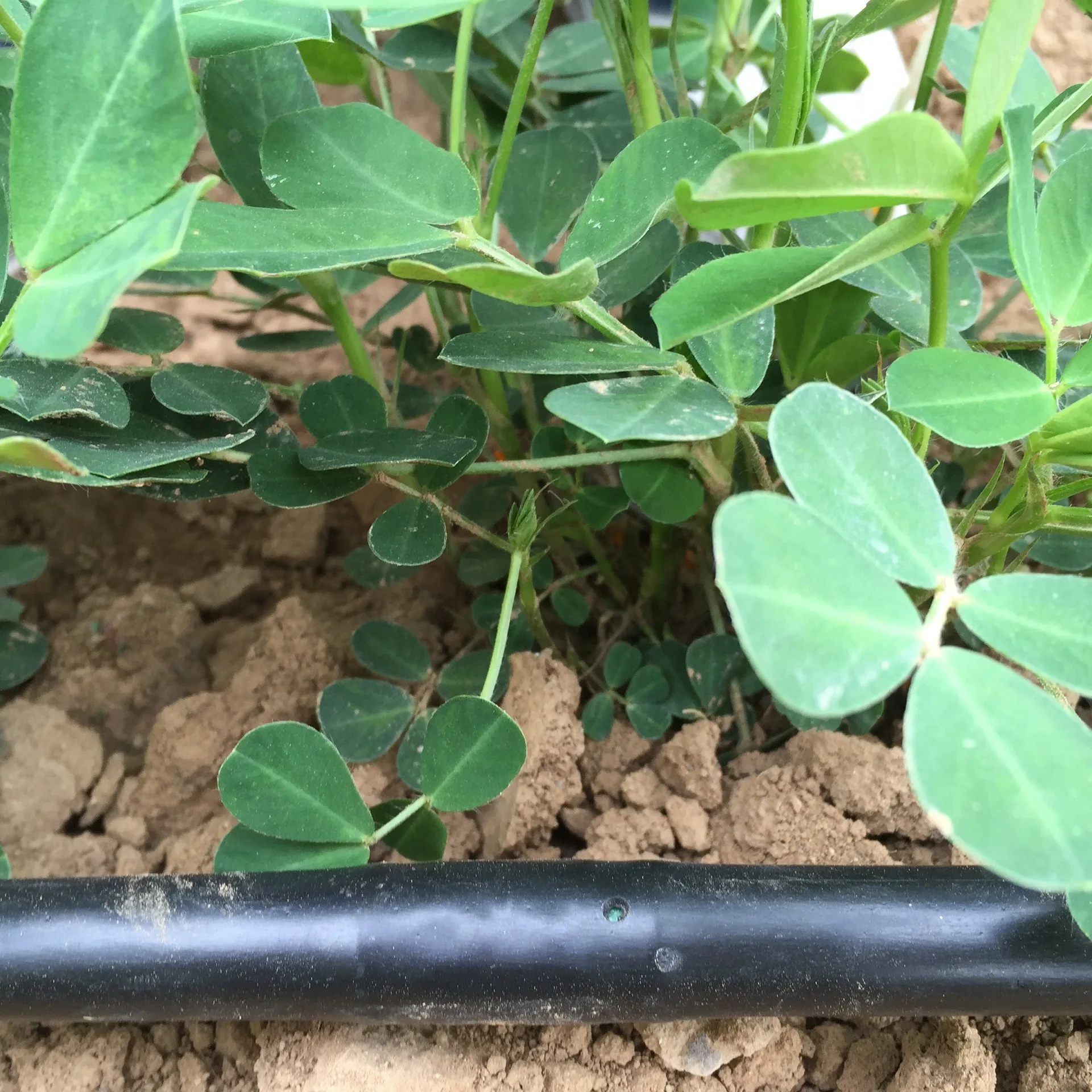 agriculture farm drip irrigation pipe drip irrigation tube cylindrical ...