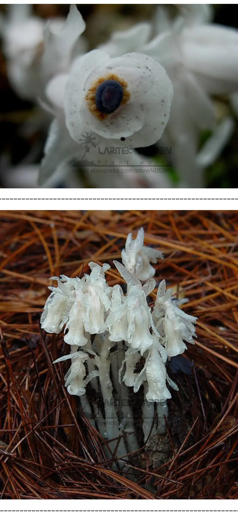 US$ 2.91 - 1 Professional Pack, 10 seeds / pack, Monotropa Uniflora ...