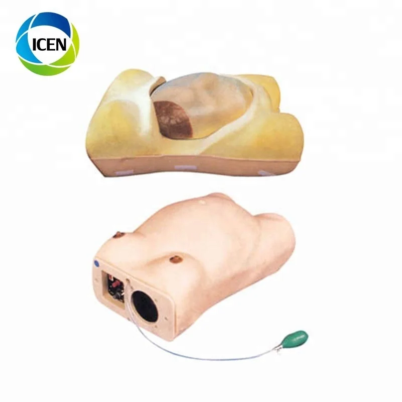 IN 403 Human Natural Size Magnified Uterus Model - Buy in bulk