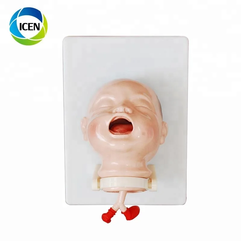 IN 403 Human Natural Size Magnified Uterus Model - Buy in bulk