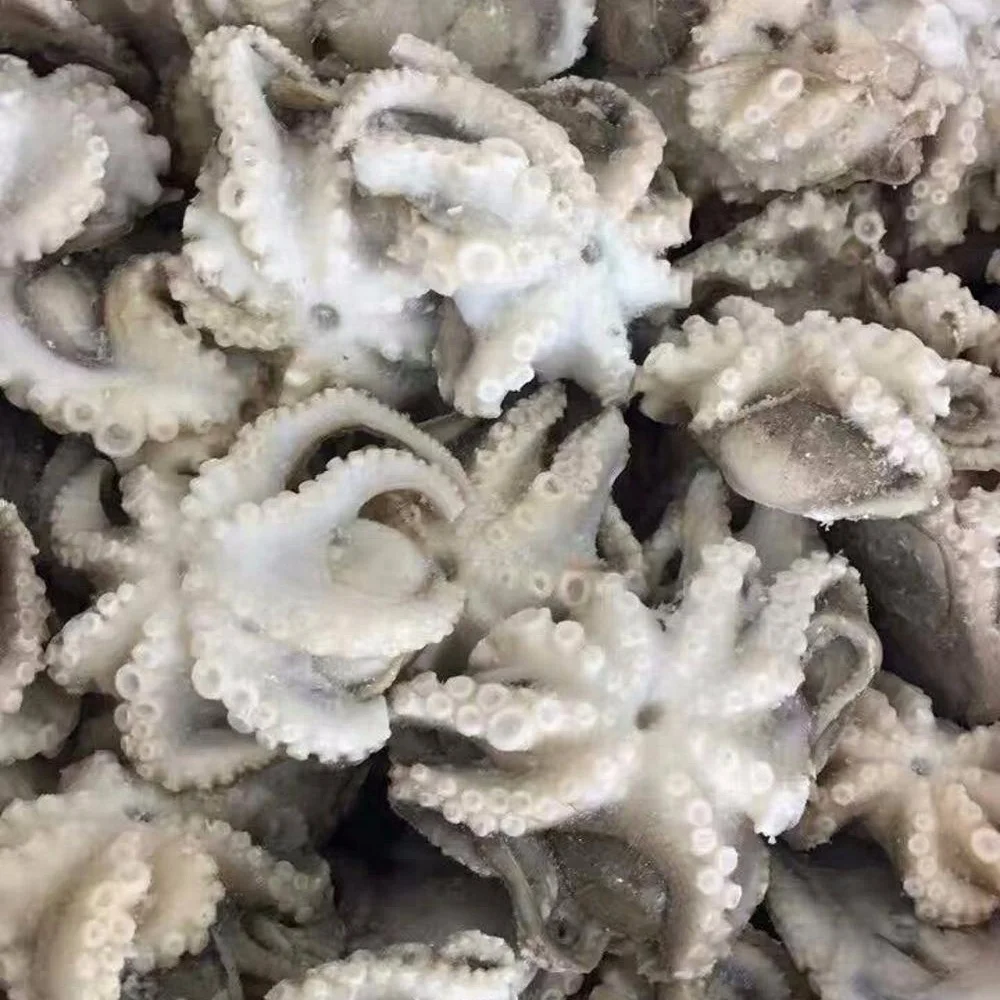 Seafood Frozen Baby Octopus - Buy in bulk