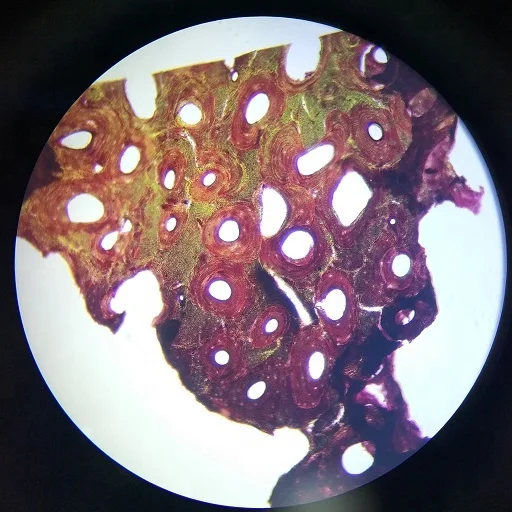 Human Histology Slides Microscope Slides - Buy in bulk