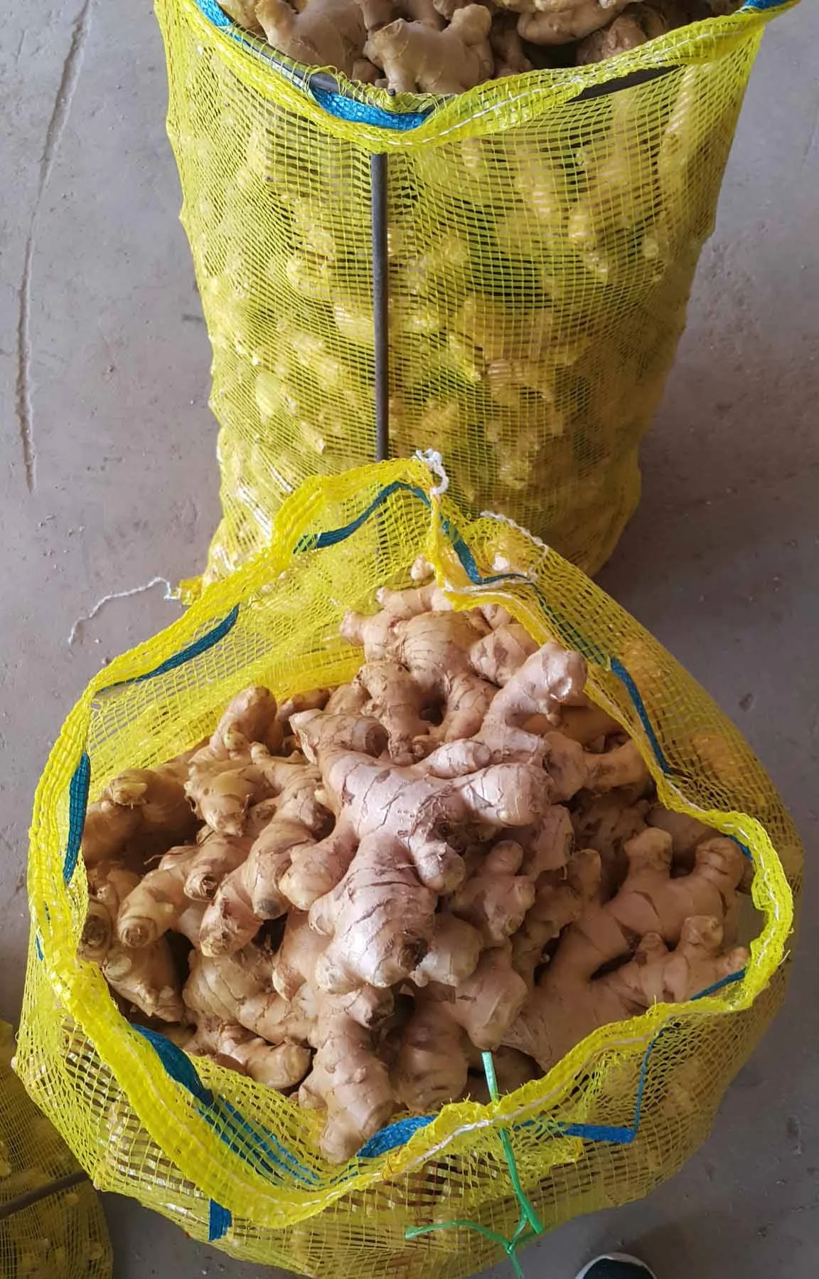 New Arrival Thailand Fresh Ginger,Ginger - Buy in bulk